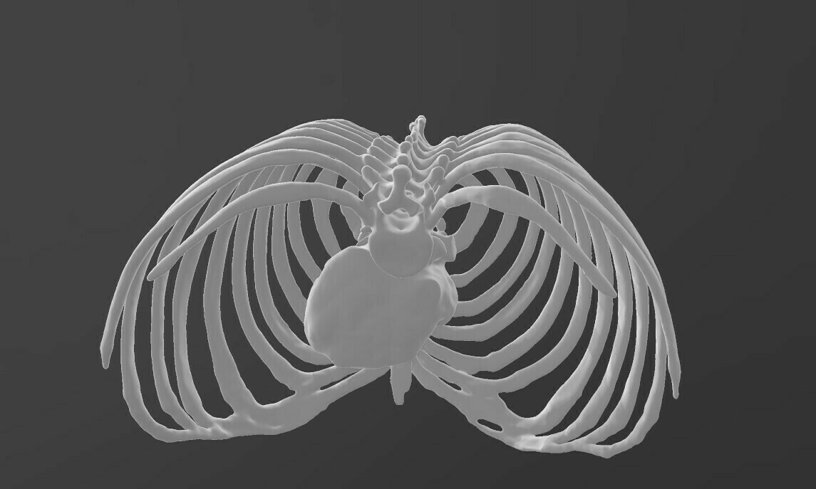 STL file ribs cage toracic・3D printer design to download・Cults