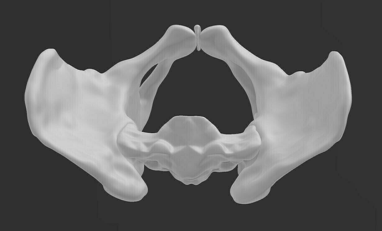 STL file female pelvis ♀️・3D printing idea to download・Cults