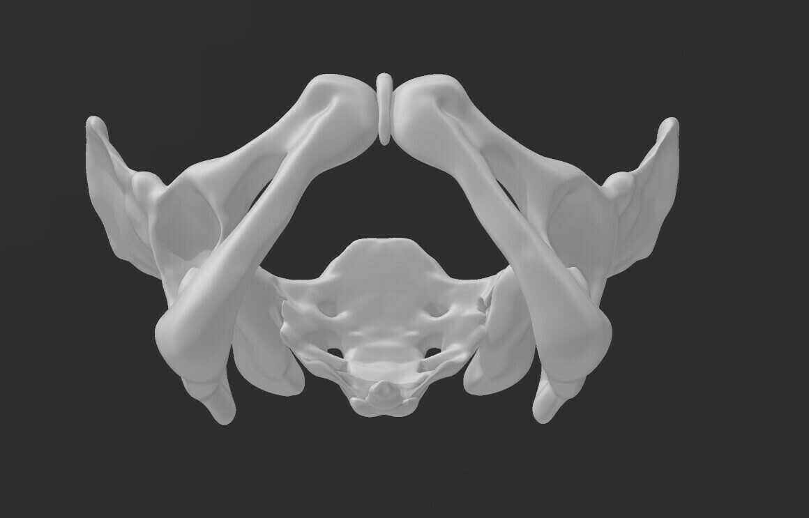 STL file female pelvis ♀️・3D printing idea to download・Cults