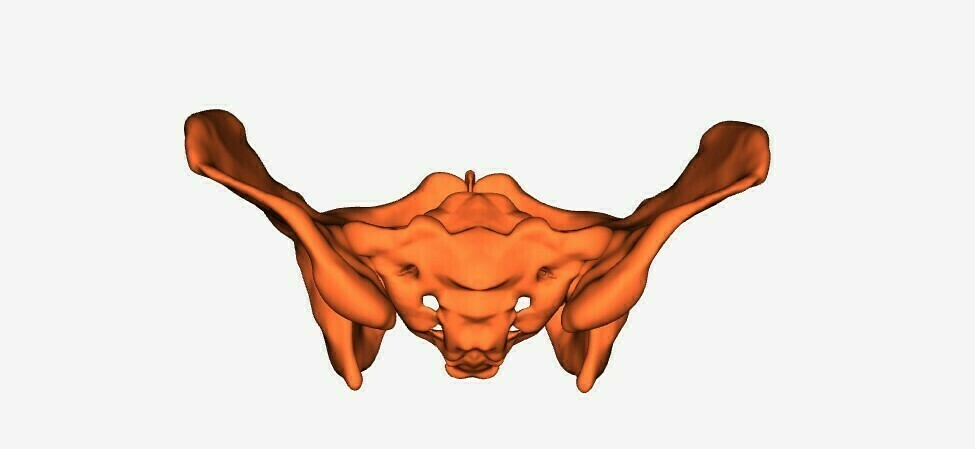 STL file female pelvis ♀️・3D printing idea to download・Cults