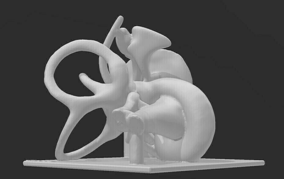STL file vestibular system base 💊・Design to download and 3D print・Cults