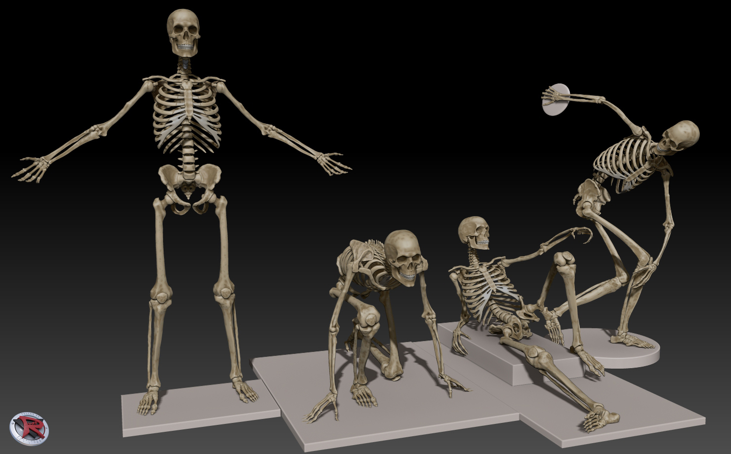 STL file Male and Female Poseable Skeleton・Model to download and 3D ...