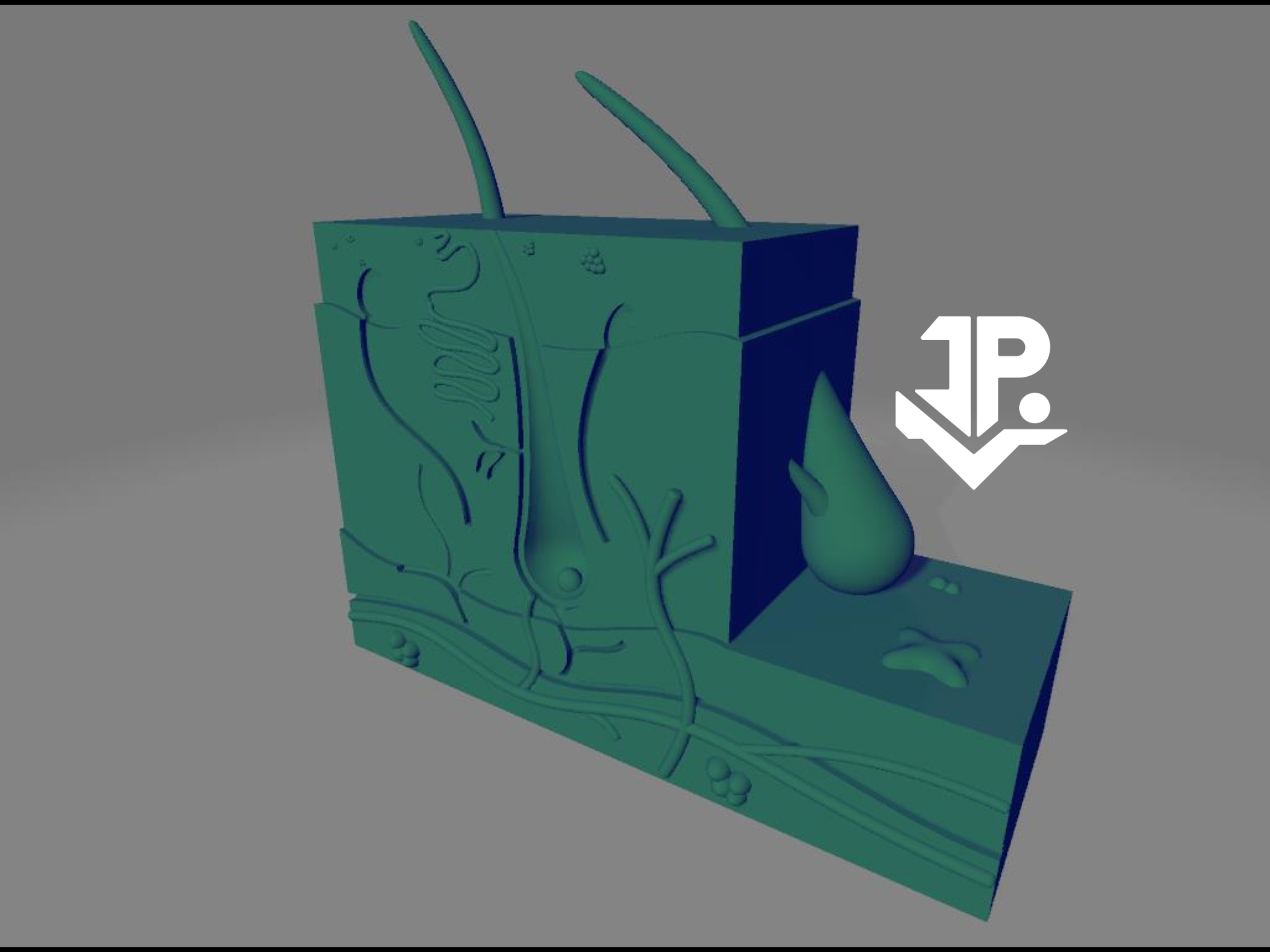 STL file 3D SKIN SKIN_ 3D SKIN MODEL_ SKIN MODEL_ SKIN MODEL_ SKIN ...