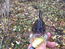 STL file soft Bait like Bait Breath BUGSY 3.5 V2.0 🐠・3D printing idea ...