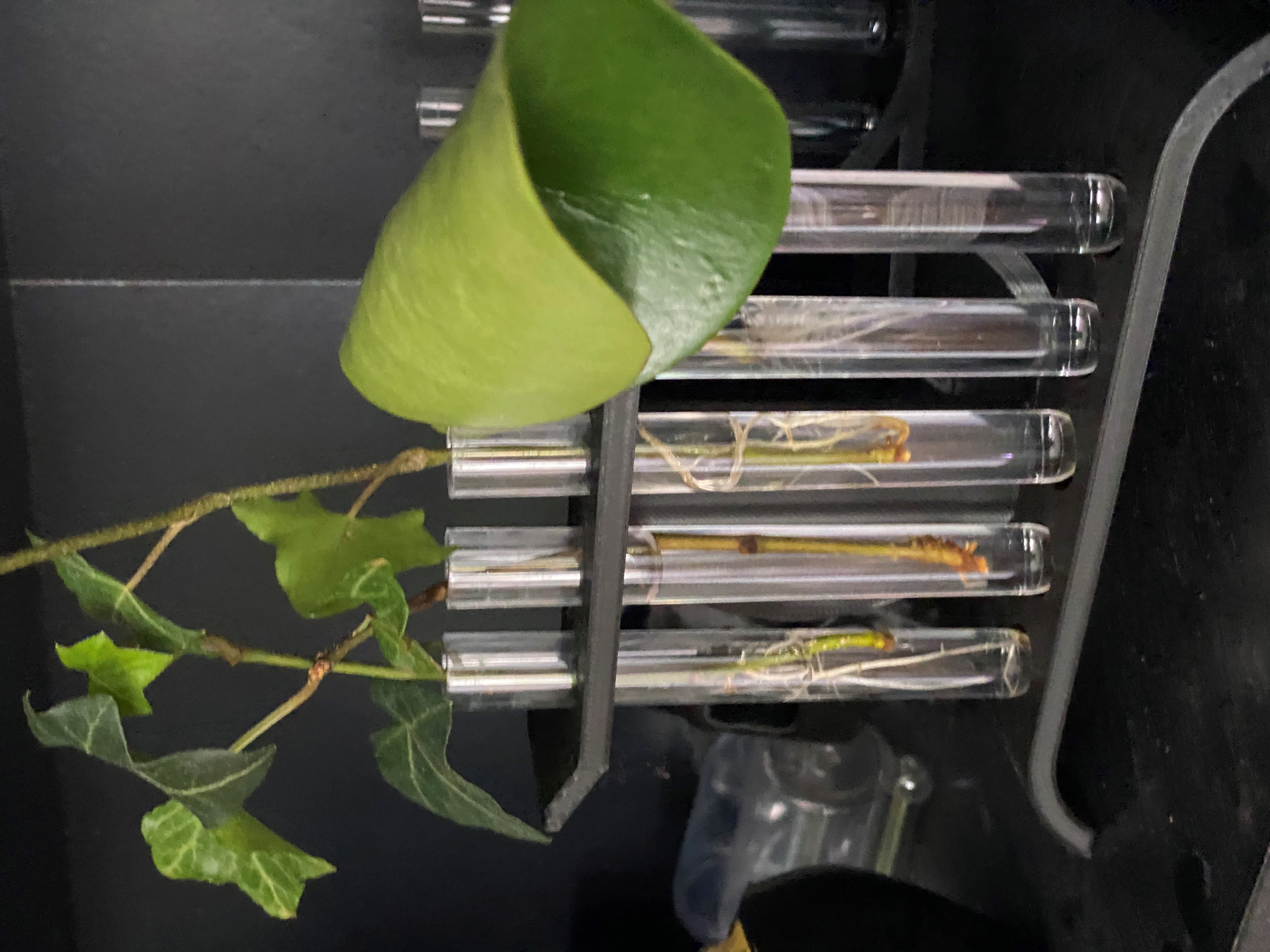 Free OBJ file Display for decorative test tubes 🔝・3D printing design to ...