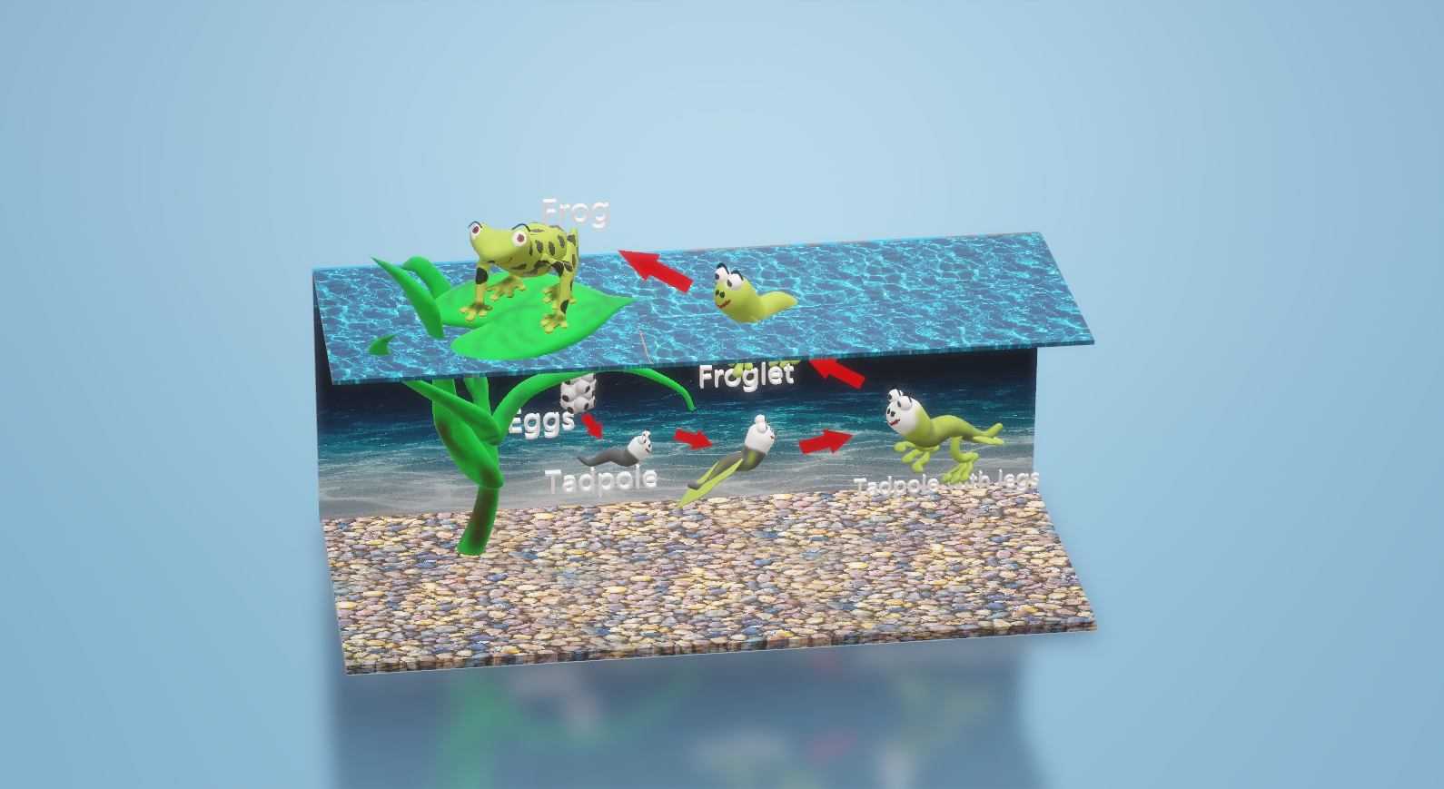 3D file Life cycle of a frog 🐸・3D print model to download・Cults
