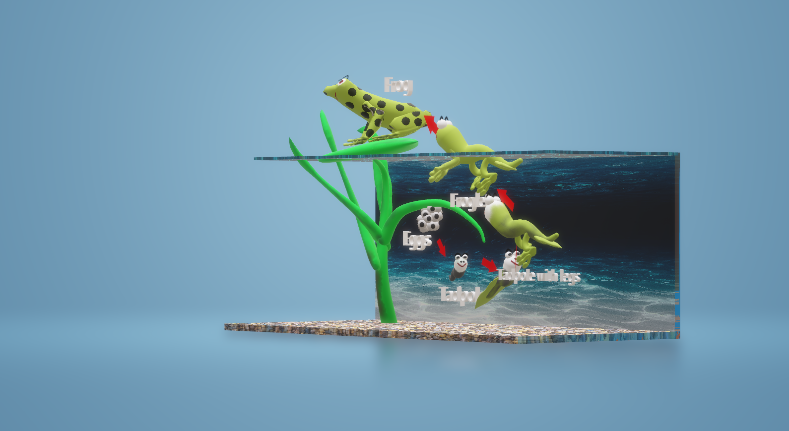 3D file Life cycle of a frog 🐸・3D print model to download・Cults