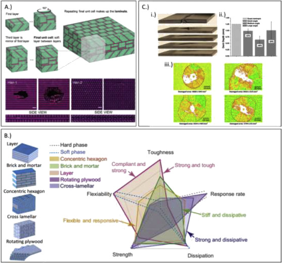 Archivo STL gratis Diseño de concha 🩻・Diseño imprimible en 3D para ...