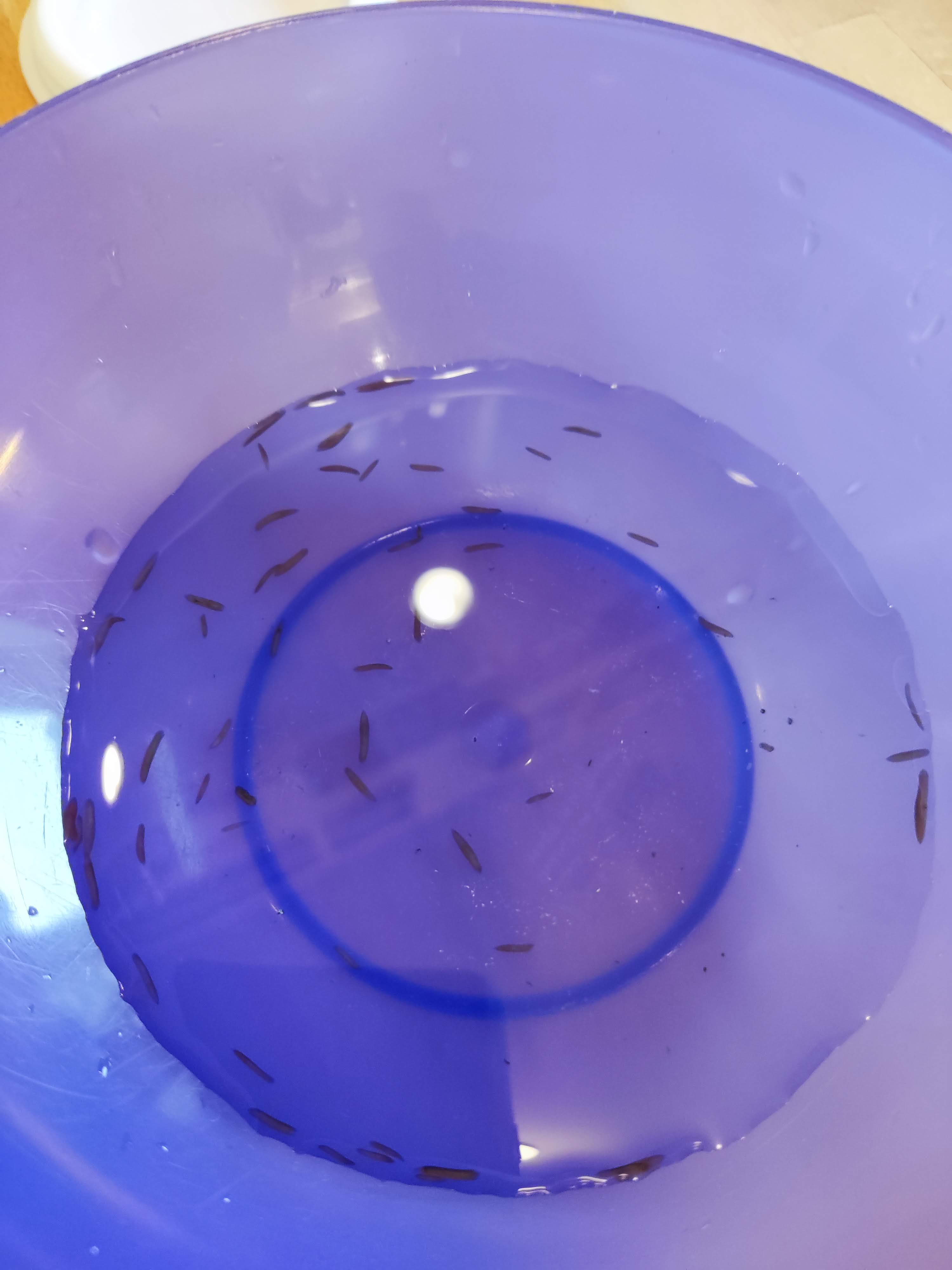 STL file Planarian Trap | Bristle Worm Trap・3D print design to download ...