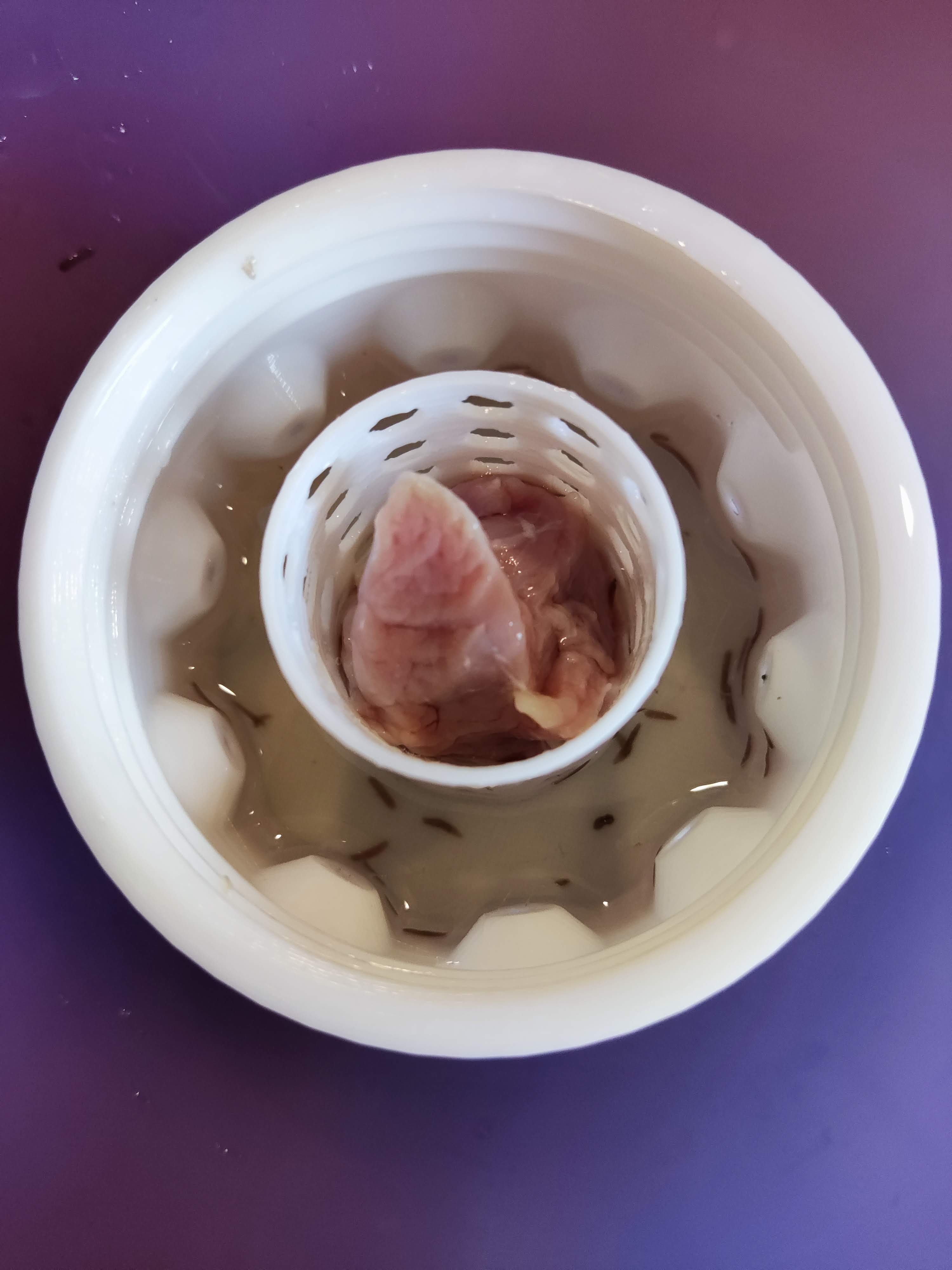 STL file Planarian Trap | Bristle Worm Trap・3D print design to download ...