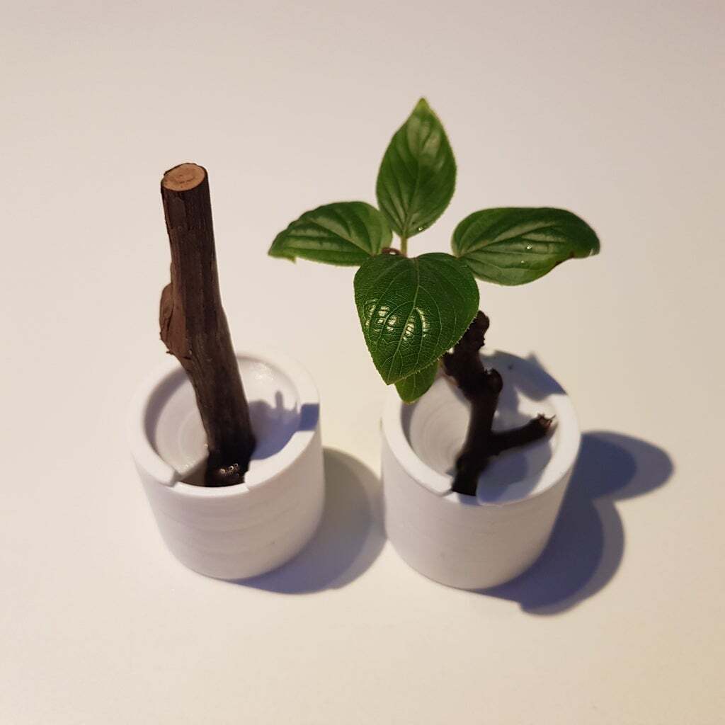 Free STL file Cuttings root cup・3D printing model to download・Cults
