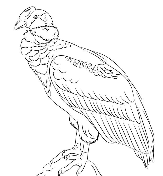 Archivo STL Cóndor Andino・Idea de impresión 3D para descargar・Cults