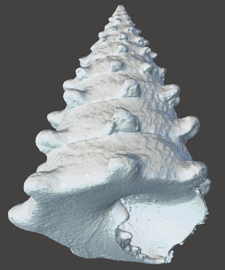 Free STL file Sea Shell 2 - 3D Scan・3D printer design to download・Cults