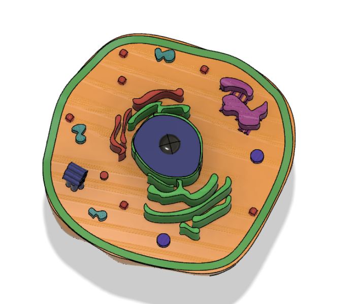 STL file Animal cell・3D print design to download・Cults