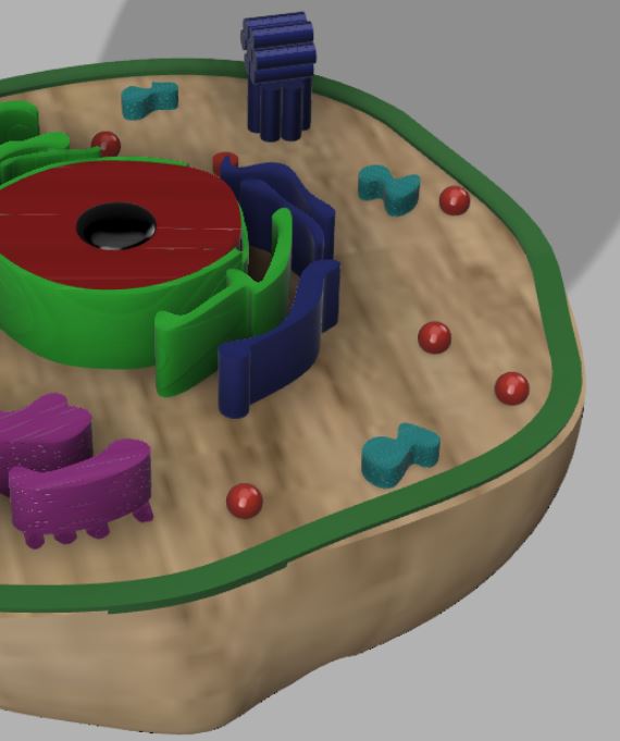 STL file Animal cell・3D print design to download・Cults