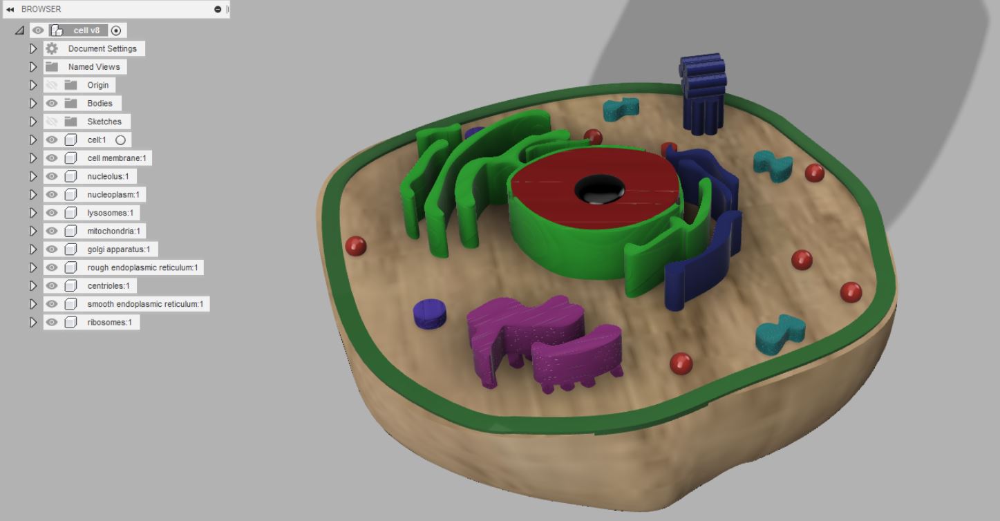 STL file Animal cell・3D print design to download・Cults