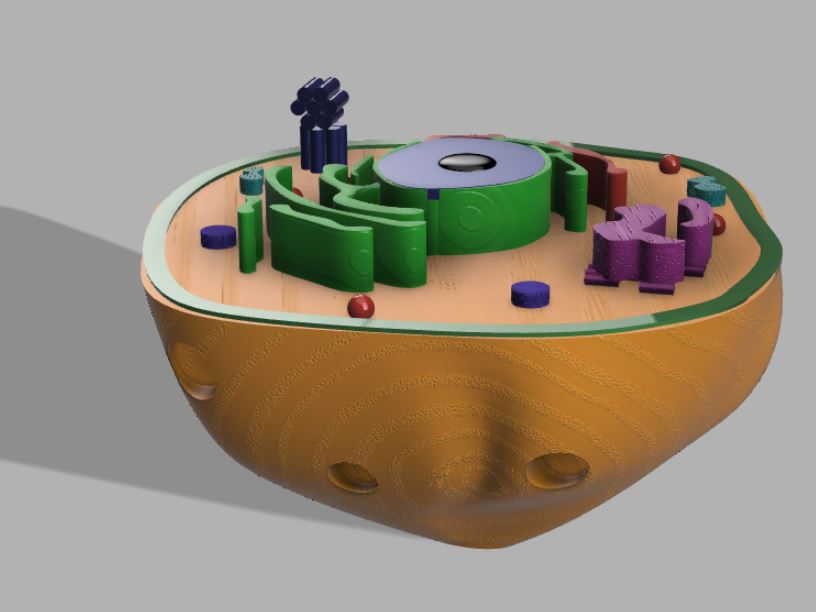 STL file Animal cell・3D print design to download・Cults