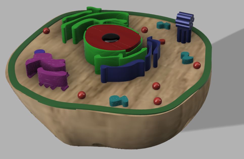 STL file Animal cell・3D print design to download・Cults
