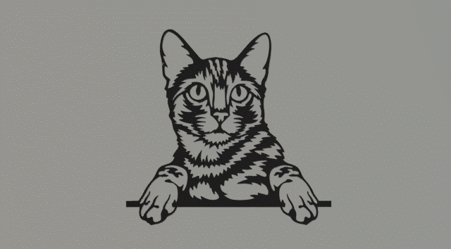 Cat Standing Up Gif