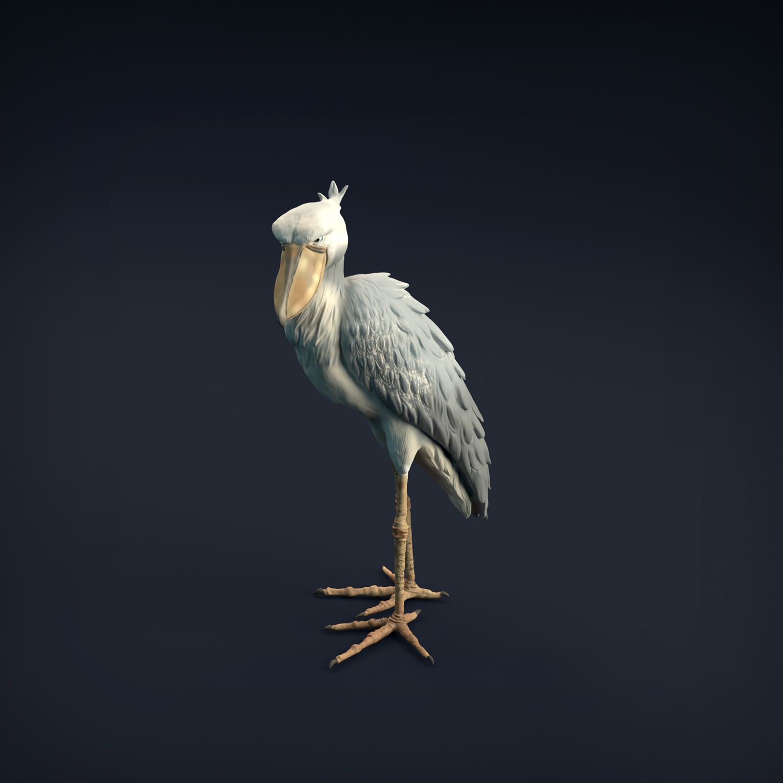 3D file Shoebill 🐦・3D printing design to download・Cults