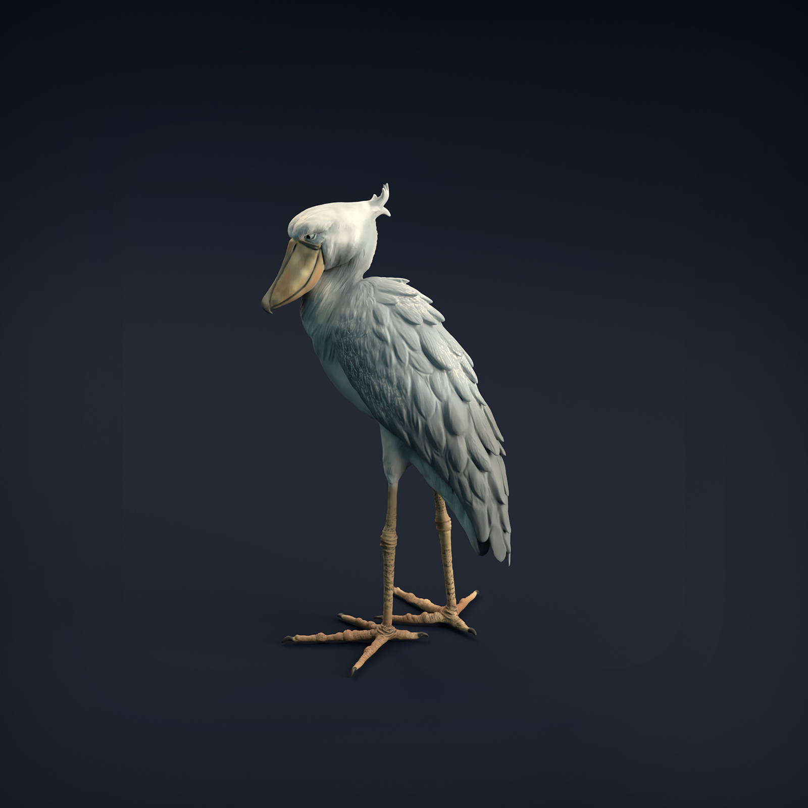 3D file Shoebill 🐦・3D printing design to download・Cults