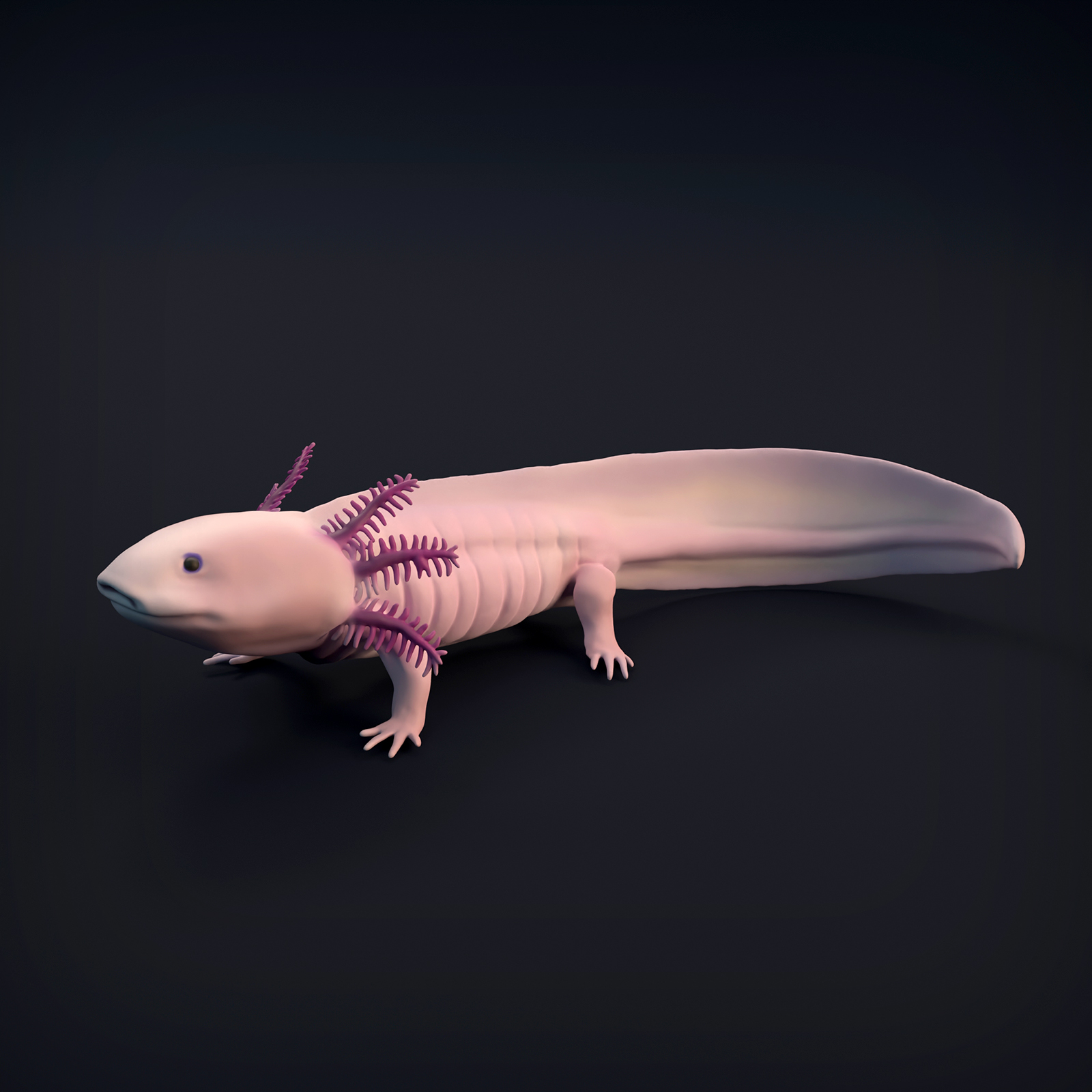 3D file Axolotl・3D printable design to download・Cults