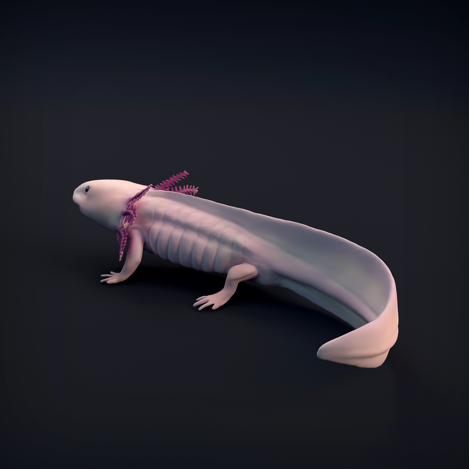 3D file Axolotl・3D printable design to download・Cults