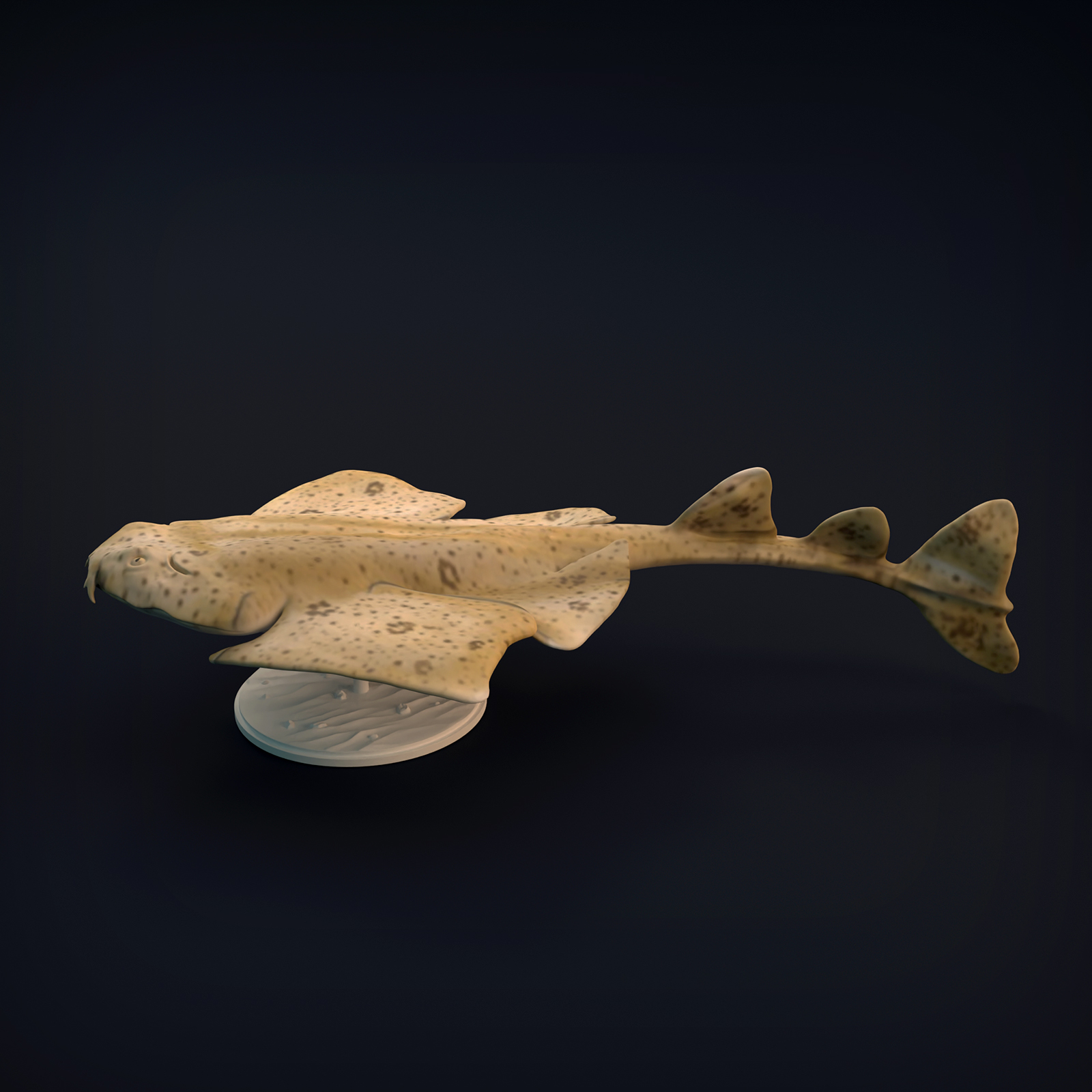 Pacific Angel Shark