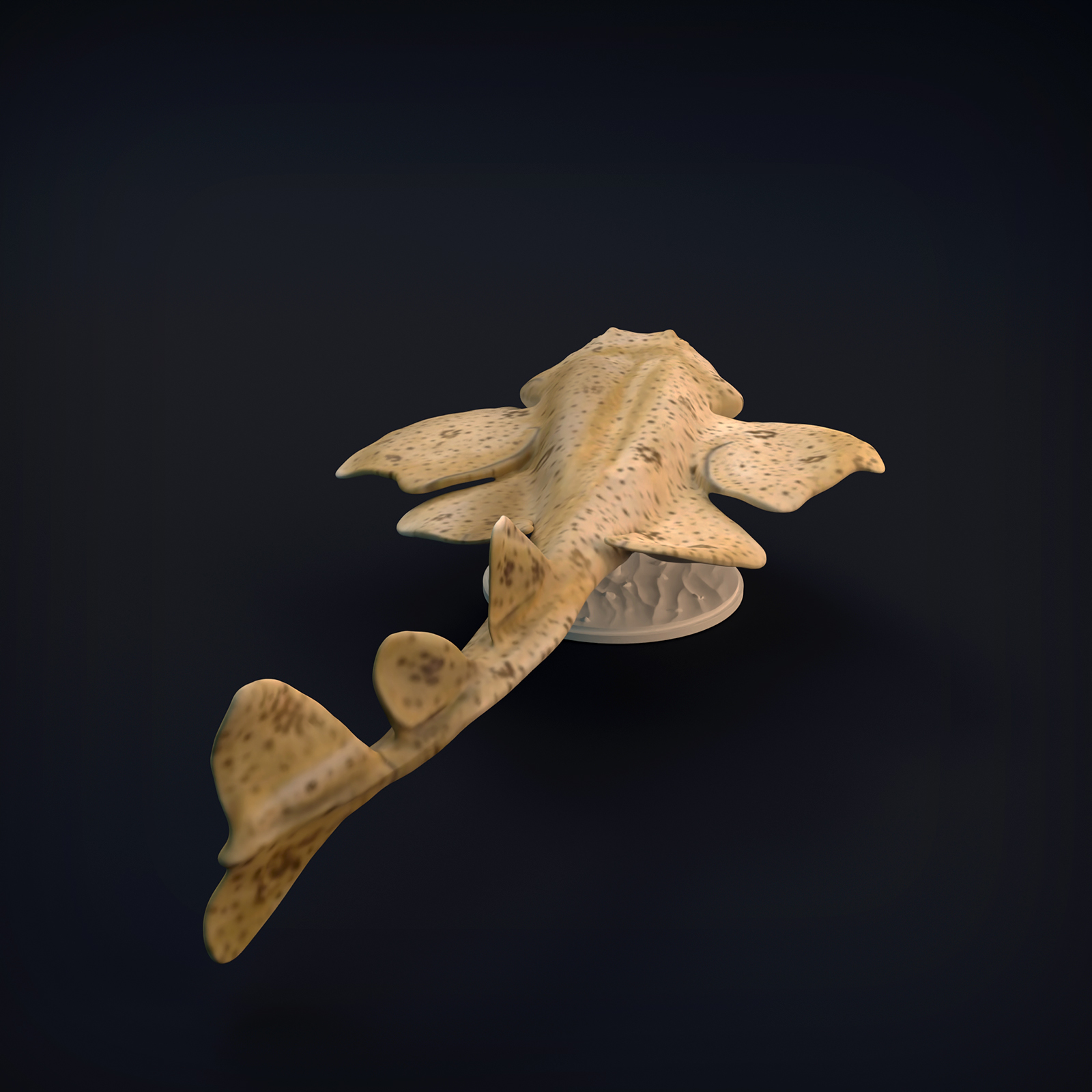 Angel Shark