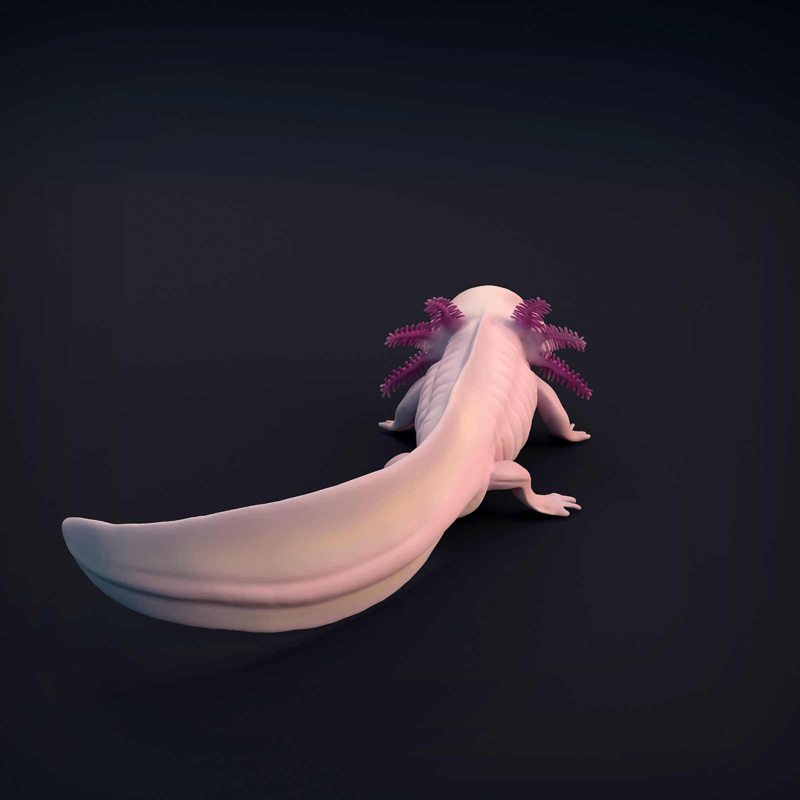 3D file Axolotl・3D printable design to download・Cults