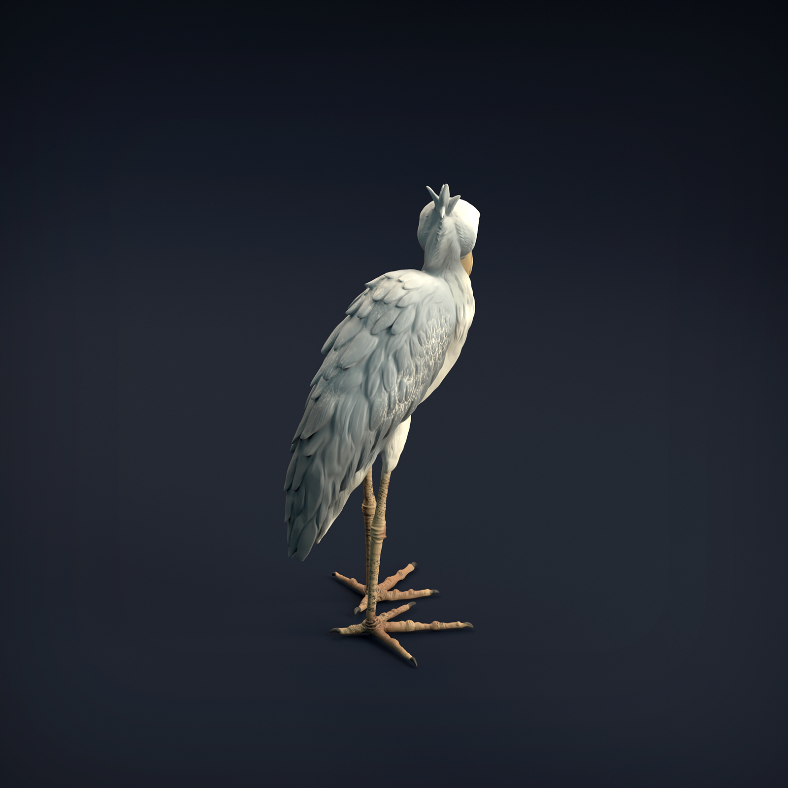 3D file Shoebill 🐦・3D printing design to download・Cults