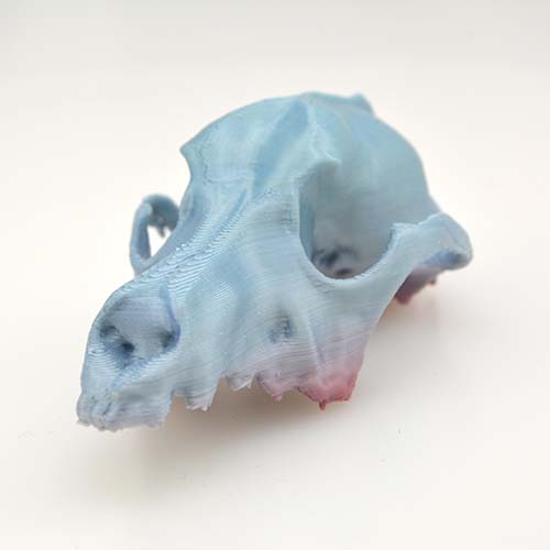 STL file Dog Skull (Scanned) 🐕・3D printable model to download・Cults