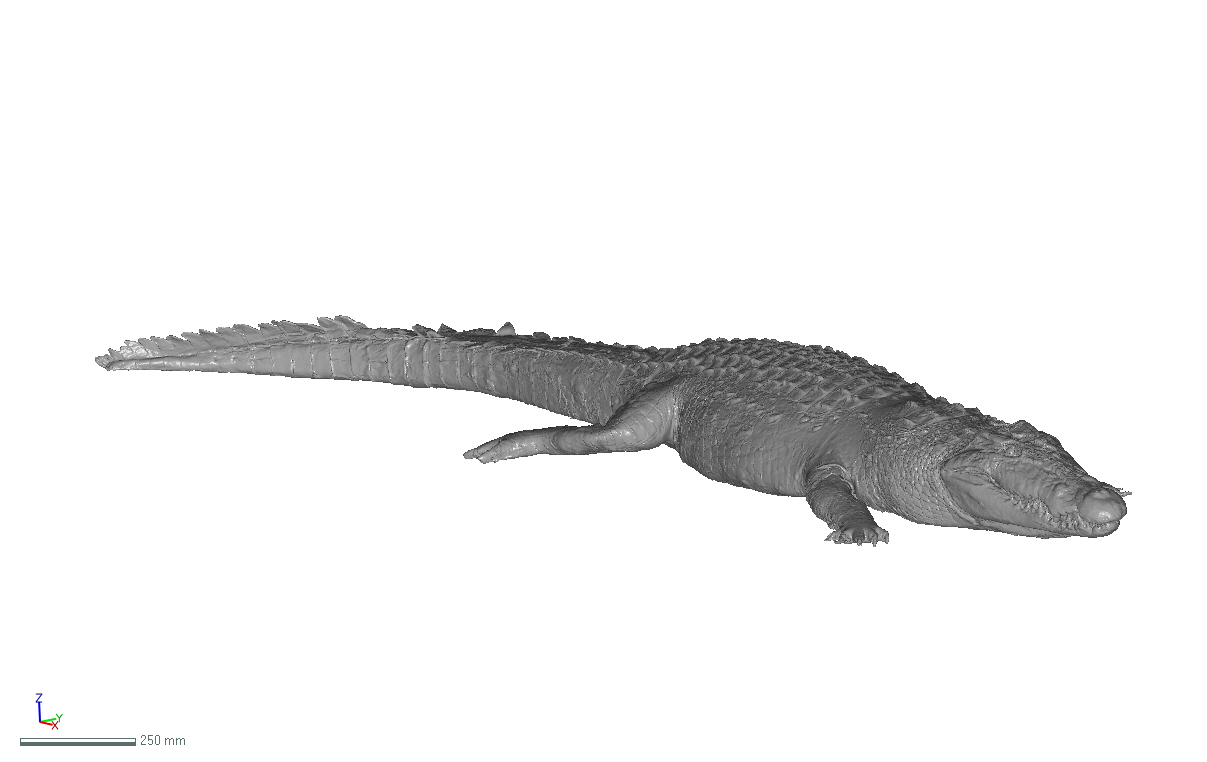 STL file Crocodile・3D print design to download・Cults