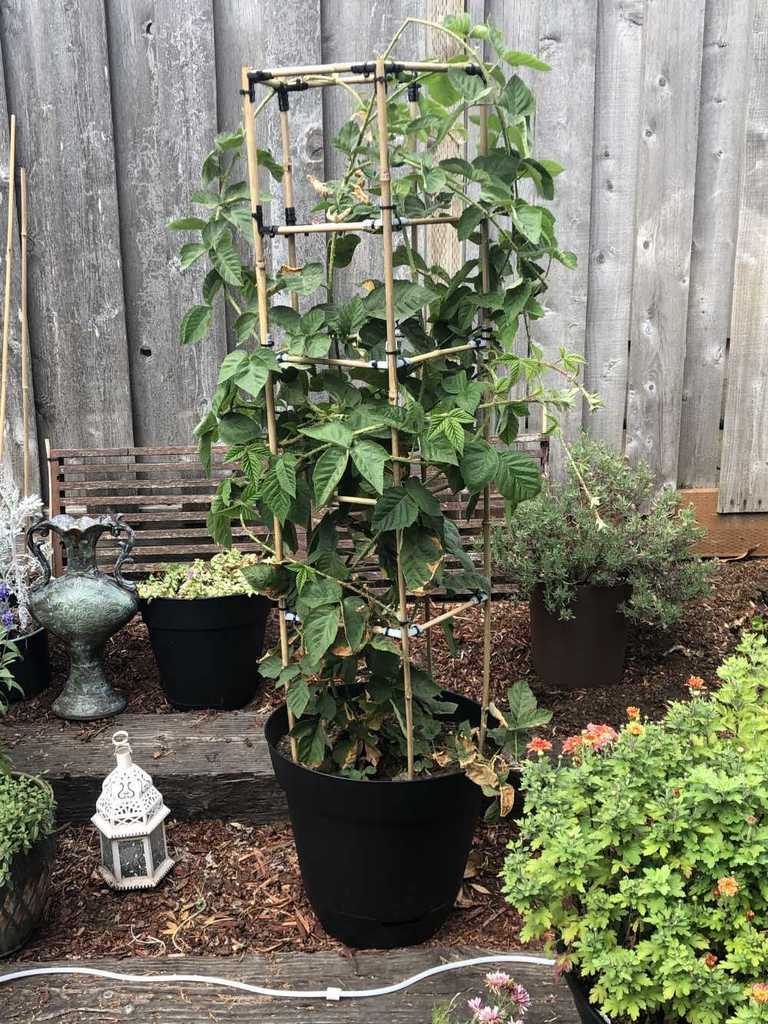 Free SCAD file Parametric Bamboo Trellis Joint・3D printer model to ...