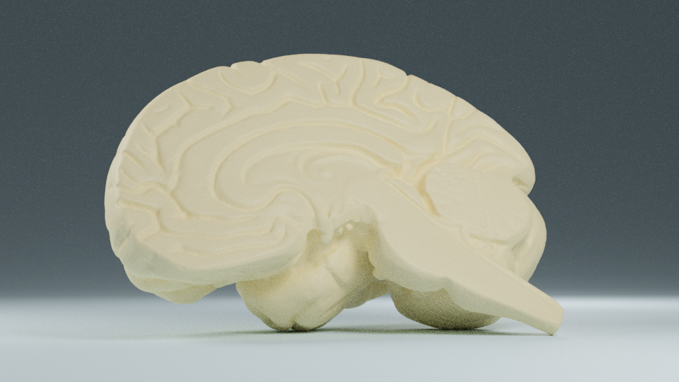 Файл STL Anatomic Half of Brain Slice・3D-печатная модель для загрузки・Cults