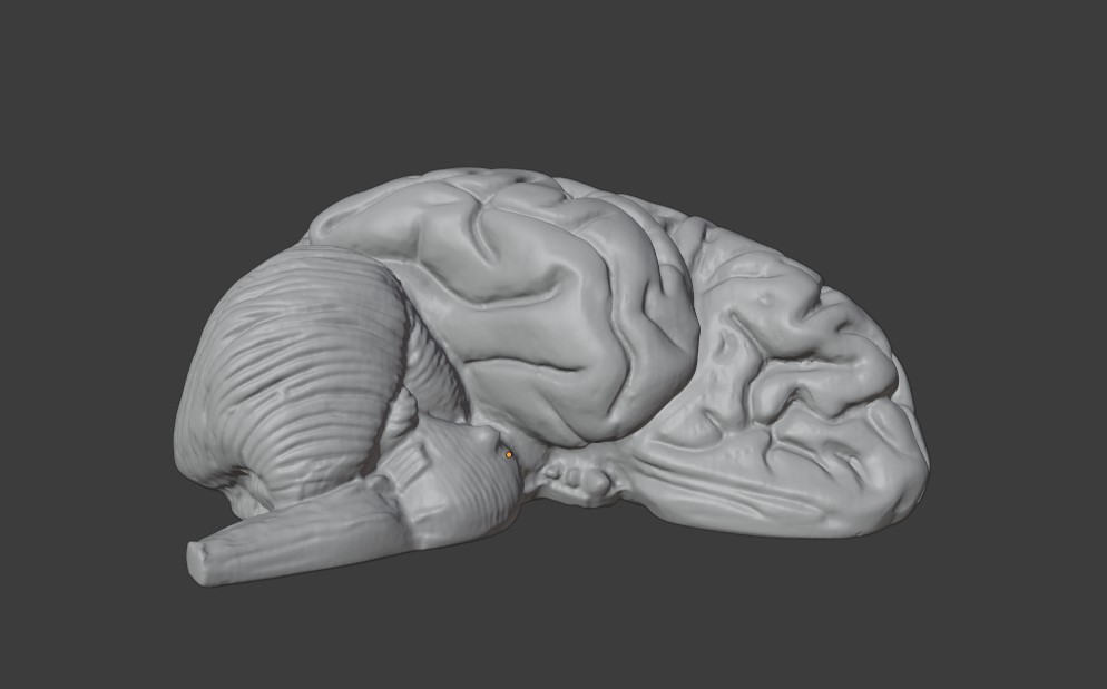 Stl File Anatomic Half Of Brain Slice 🧠・3d Print Model To Download・cults