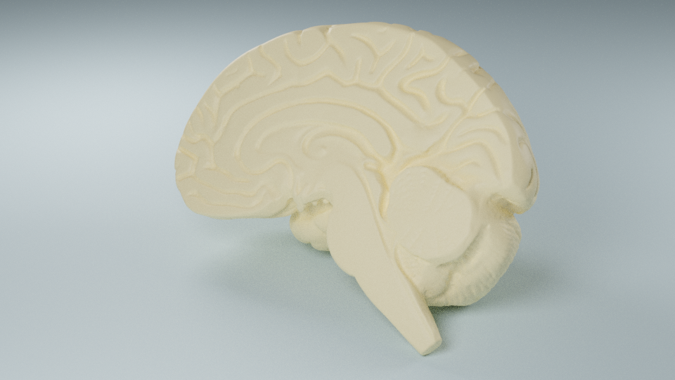 Файл STL Anatomic Half of Brain Slice・3D-печатная модель для загрузки・Cults