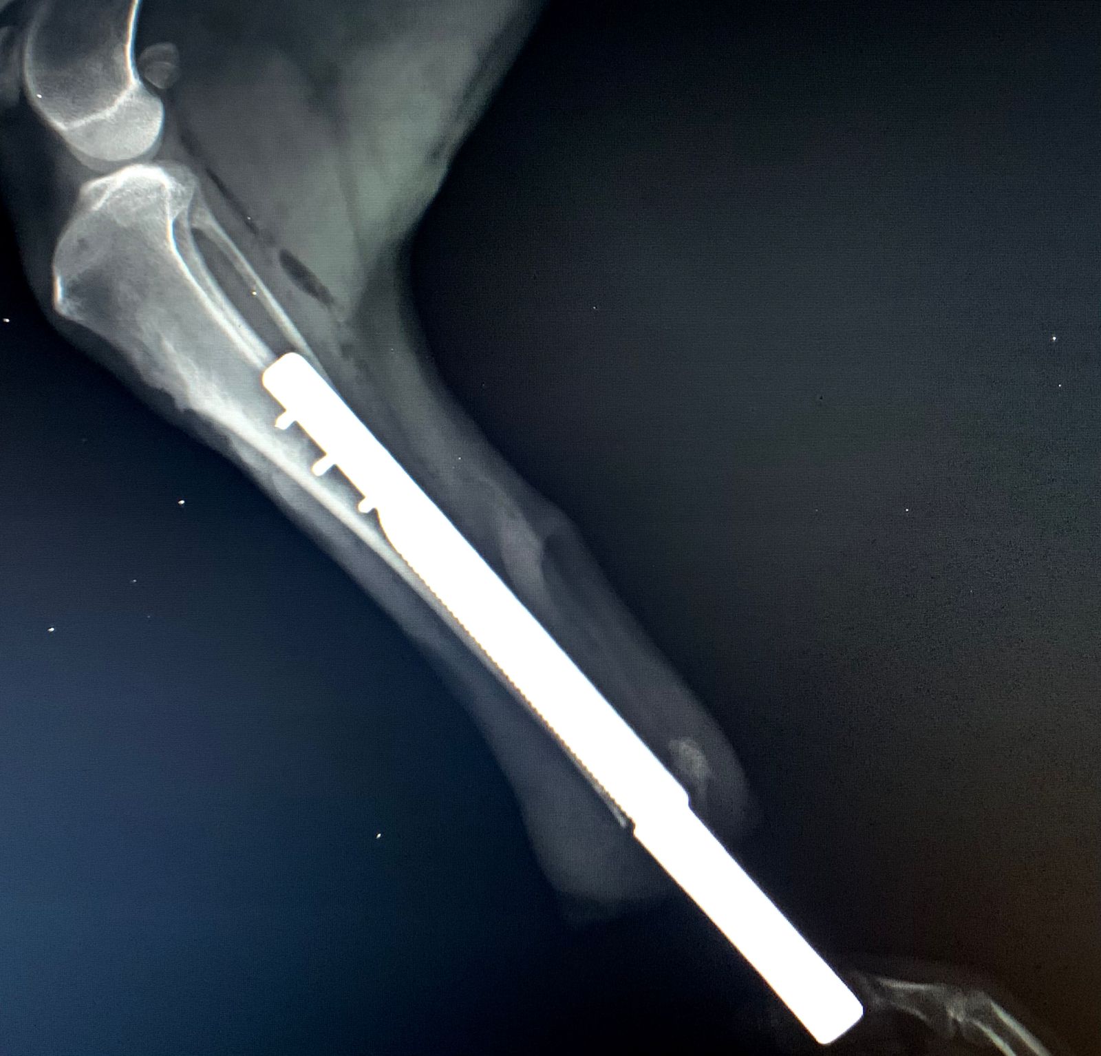 STL file ITAP implant osseointegration (real operation) 💊・Template to ...