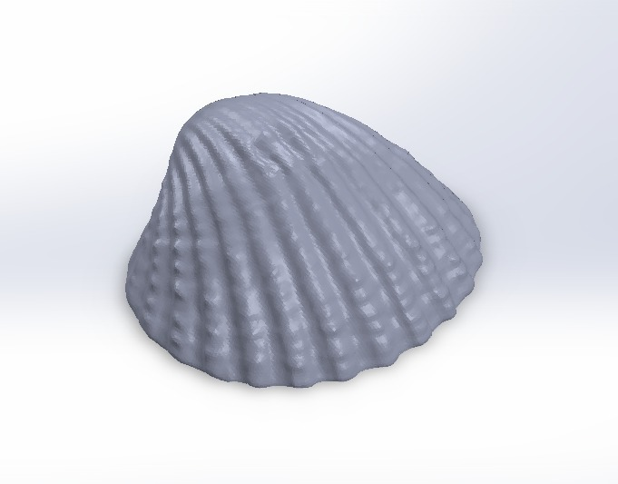 Free STL file Sea shell・3D printing idea to download・Cults