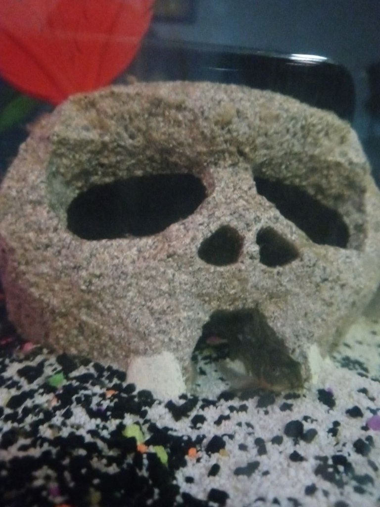 Free 3D file Mumbo's Hut - textured・3D printer design to download・Cults