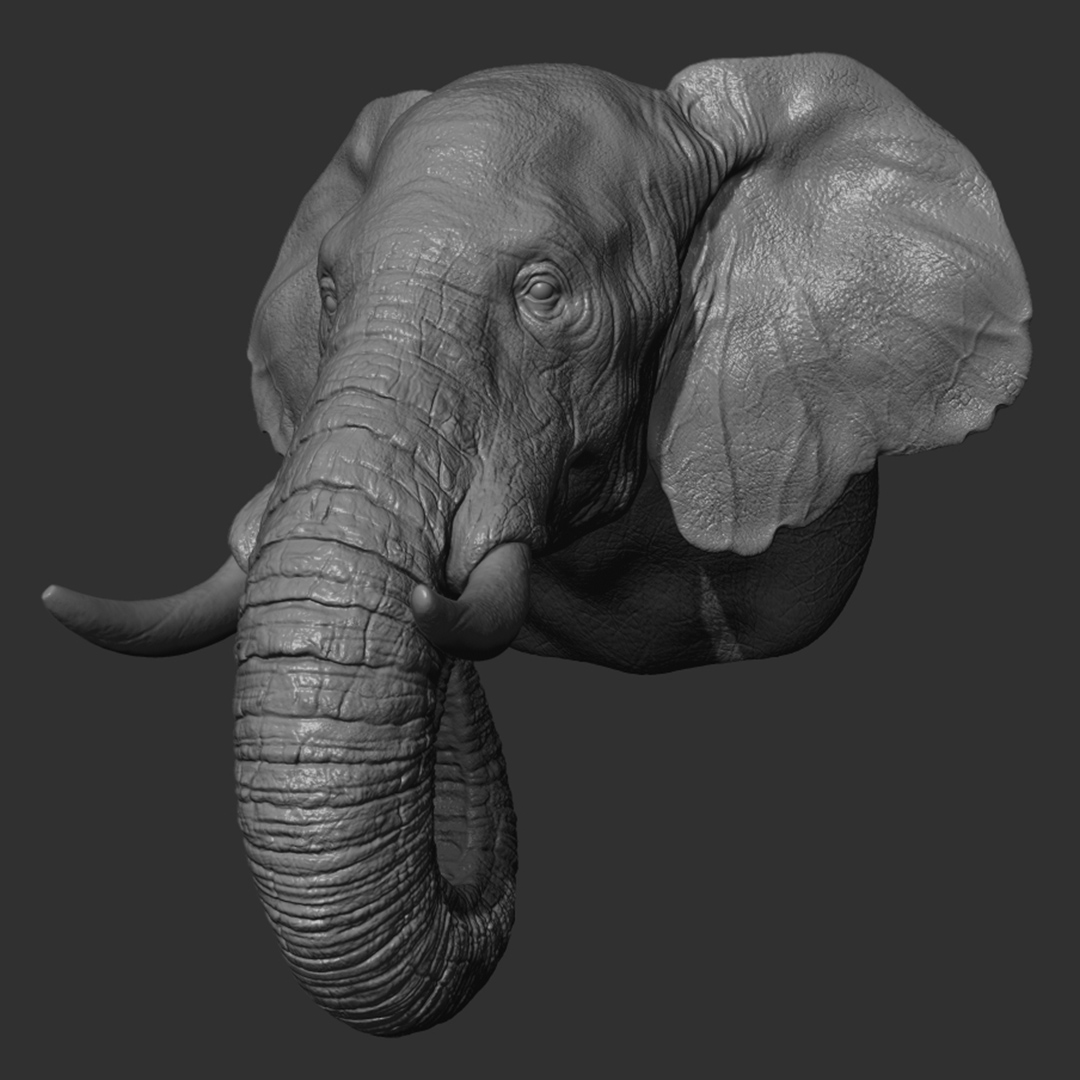 Asian Elephant Head