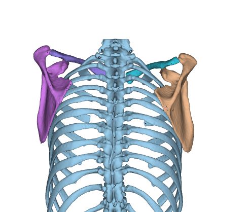 STL file Scapula Left and Right・Design to download and 3D print・Cults