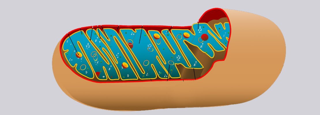 Free STL file mitochondria・Design to download and 3D print・Cults