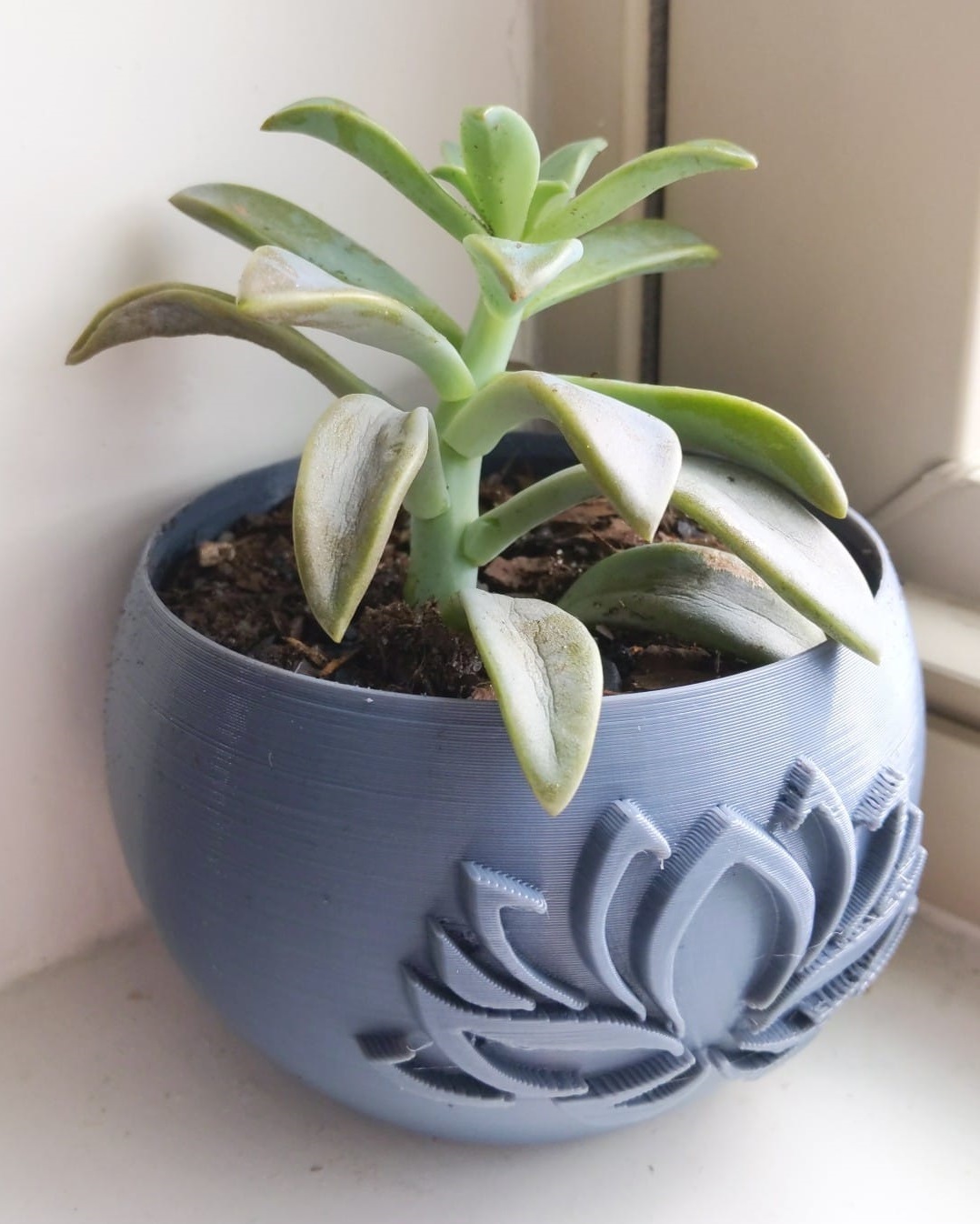 Free 3D file Succulent planter with drainage dish・3D printer model to ...