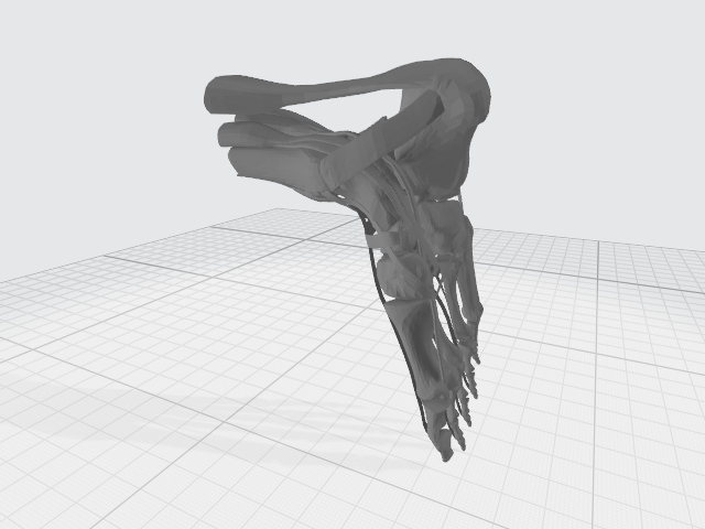 STL file Skeleton Foot・3D printer design to download・Cults