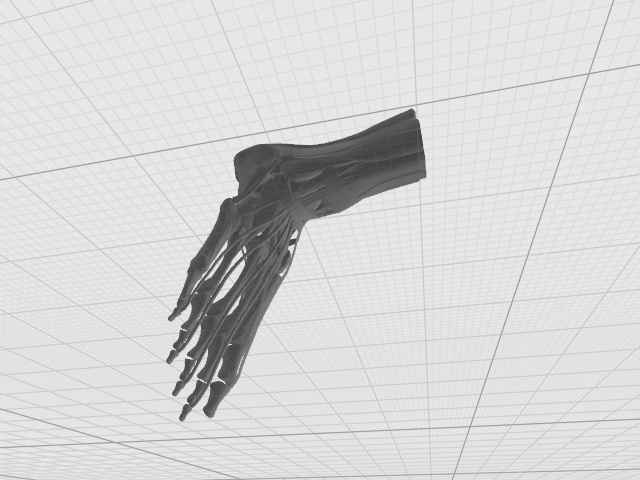 STL file Skeleton Foot・3D printer design to download・Cults