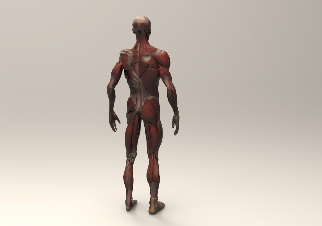 STL file Ecorche, anatomical skinning・3D printable design to download・Cults