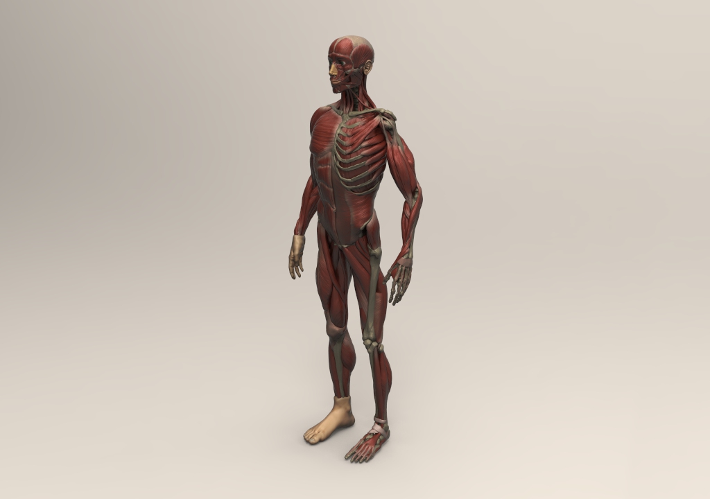 STL file Ecorche, anatomical skinning・3D printable design to download・Cults