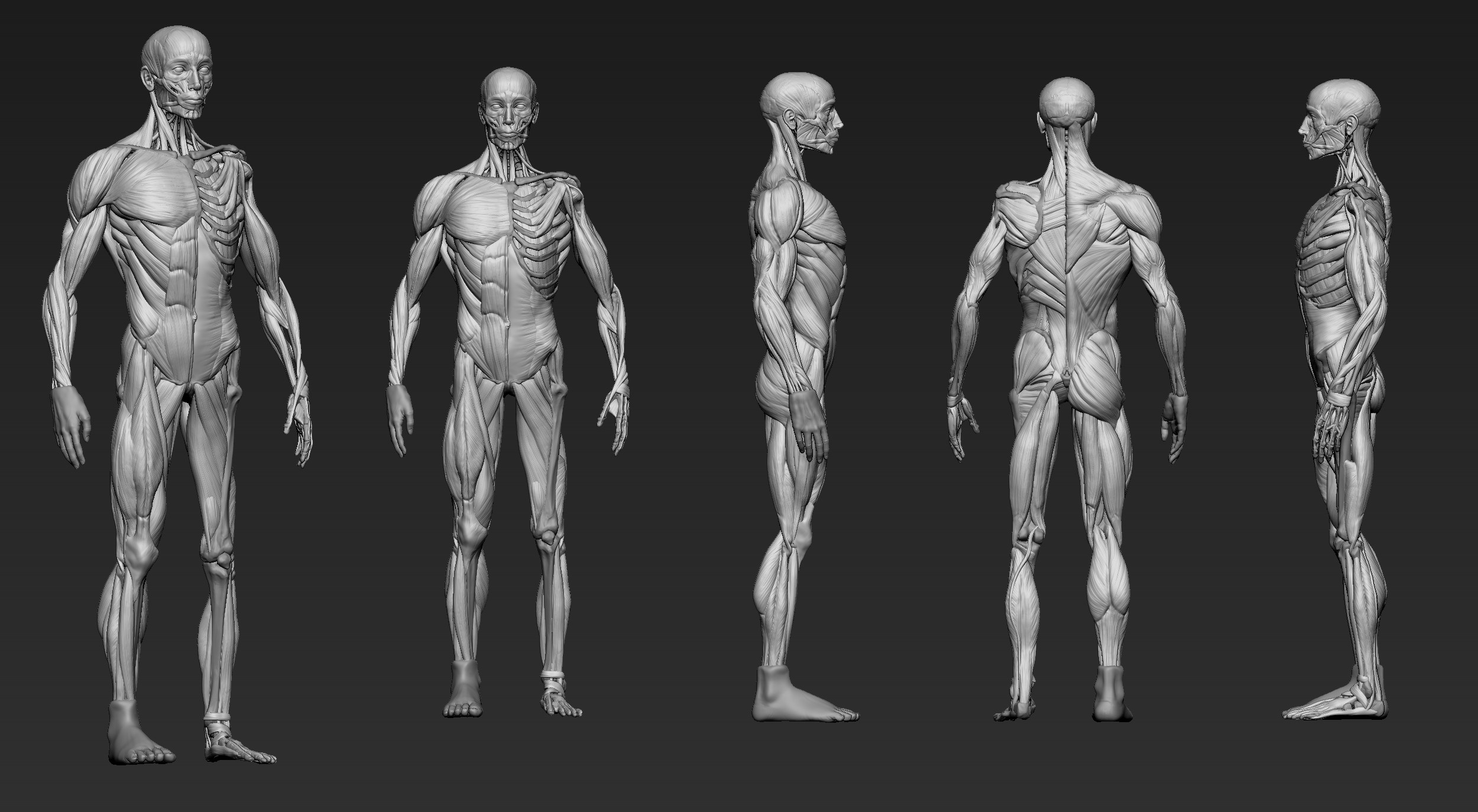 STL file Ecorche, anatomical skinning・3D printable design to download・Cults