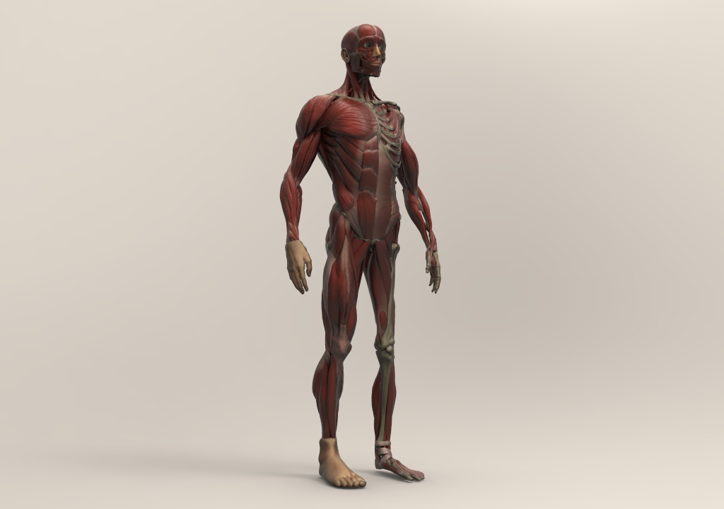 STL file Ecorche, anatomical skinning・3D printable design to download・Cults